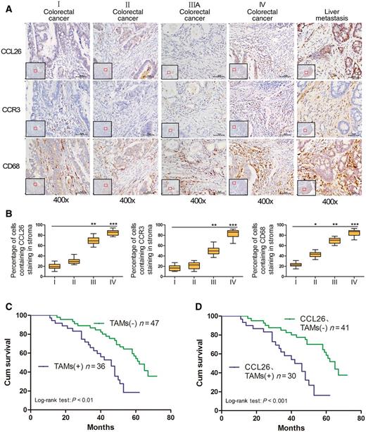 CCL26 Participates in the PRL-3–Induced Promotion of Colorectal Cancer ...