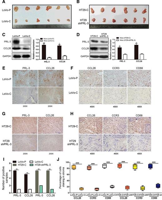 CCL26 Participates in the PRL-3–Induced Promotion of Colorectal Cancer ...