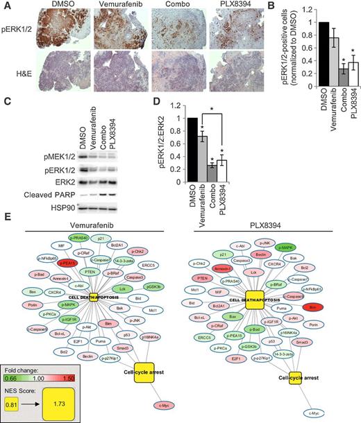 Response and Resistance to Paradox-Breaking BRAF Inhibitor in Melanomas ...