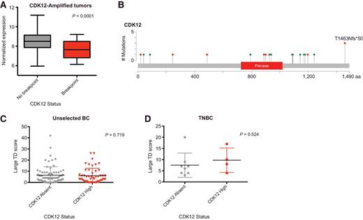 Evaluation of CDK12 Protein Expression as a Potential Novel Biomarker ...
