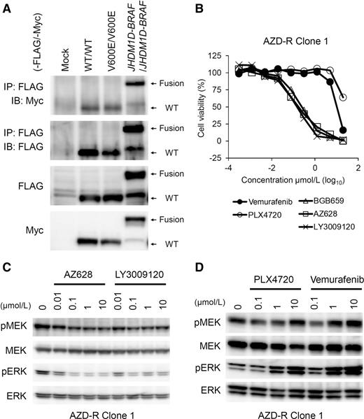 Acquired JHDM1D–BRAF Fusion Confers Resistance to FGFR Inhibition in ...