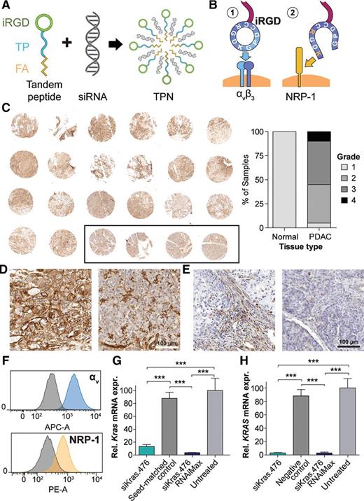 iRGD-guided Tumor-penetrating Nanocomplexes for Therapeutic siRNA ...