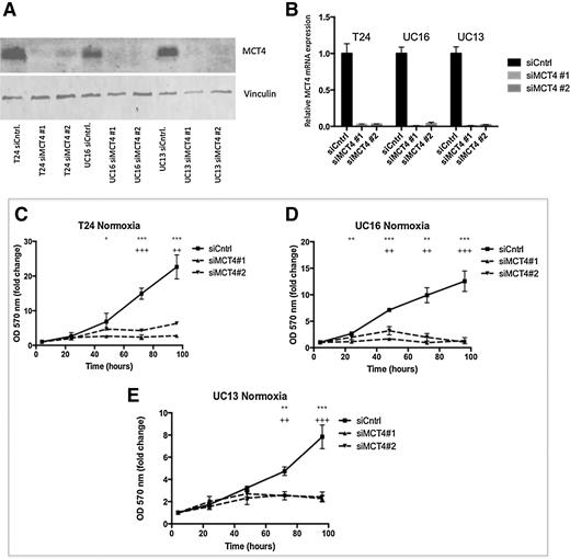 Selective Inhibition of the Lactate Transporter MCT4 Reduces Growth of ...