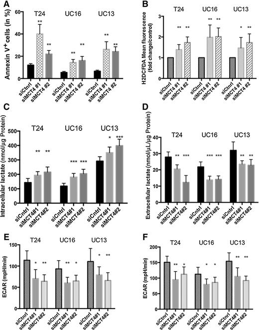 Selective Inhibition of the Lactate Transporter MCT4 Reduces Growth of ...