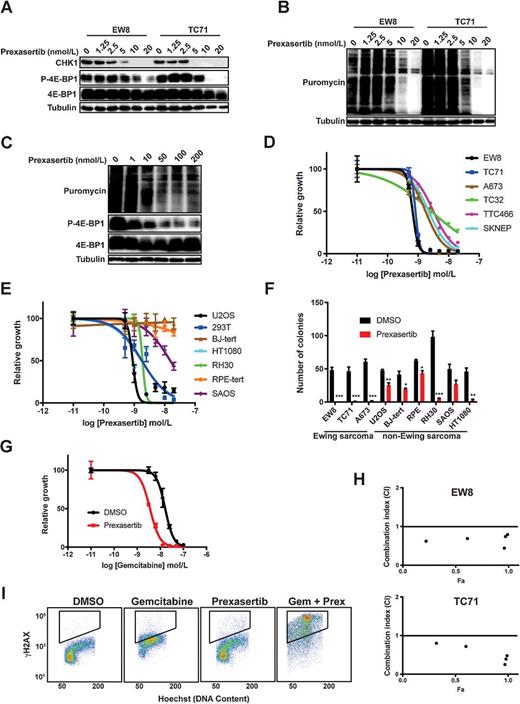 mTORC1/2 and Protein Translation Regulate Levels of CHK1 and the ...