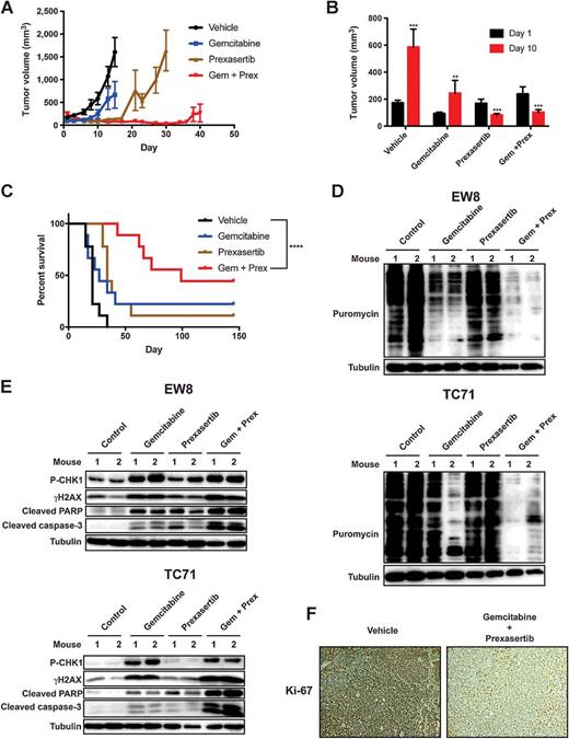 mTORC1/2 and Protein Translation Regulate Levels of CHK1 and the ...