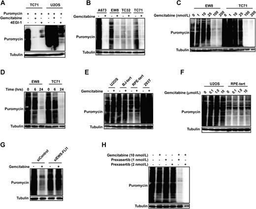 mTORC1/2 and Protein Translation Regulate Levels of CHK1 and the ...
