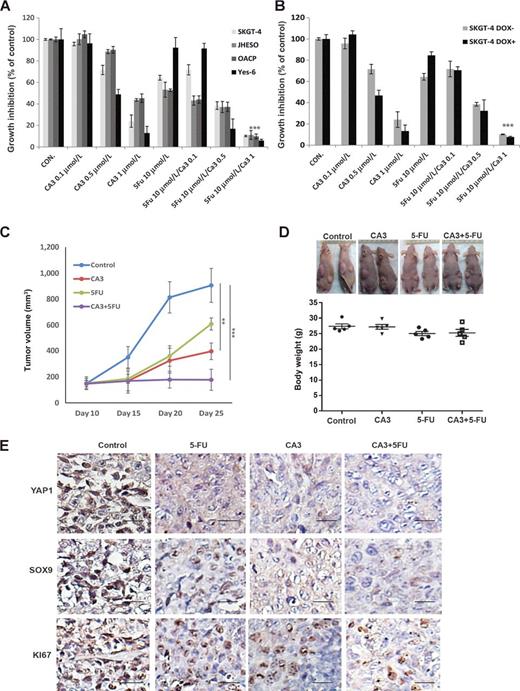 A Novel YAP1 Inhibitor Targets CSC-Enriched Radiation-Resistant Cells ...