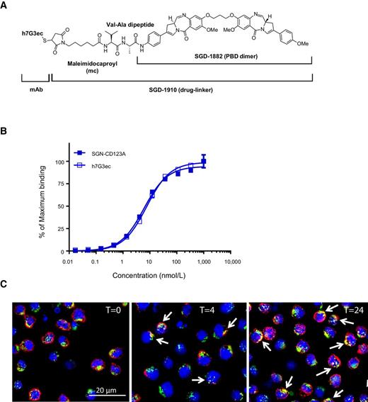Characterization of SGN-CD123A, A Potent CD123-Directed Antibody–Drug ...