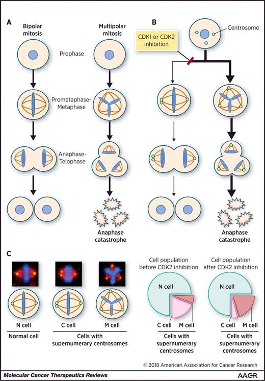 Engaging Anaphase Catastrophe Mechanisms to Eradicate Aneuploid Cancers ...