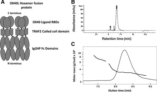 Potent Immune Modulation by MEDI6383, an Engineered Human OX40 Ligand ...