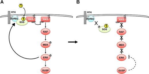 Small Molecule–Mediated Activation of RAS Elicits Biphasic Modulation ...