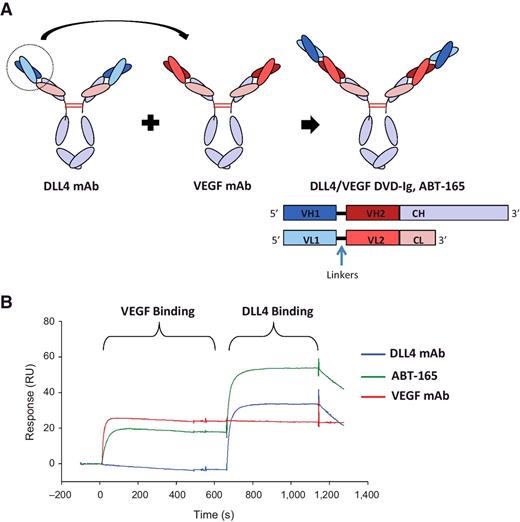 ABT-165, a Dual Variable Domain Immunoglobulin (DVD-Ig) Targeting DLL4 ...
