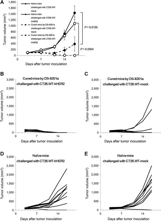 A HER2-Targeting Antibody–Drug Conjugate, Trastuzumab Deruxtecan (DS-8201a), Enhances Antitumor ...
