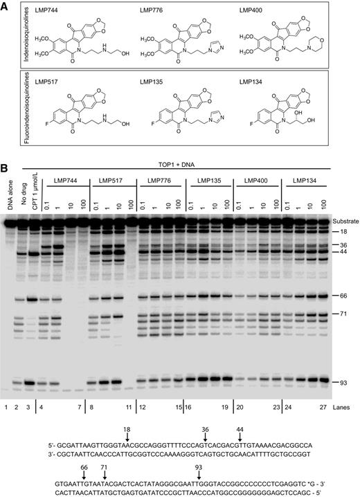 Novel Fluoroindenoisoquinoline Non-Camptothecin Topoisomerase I ...