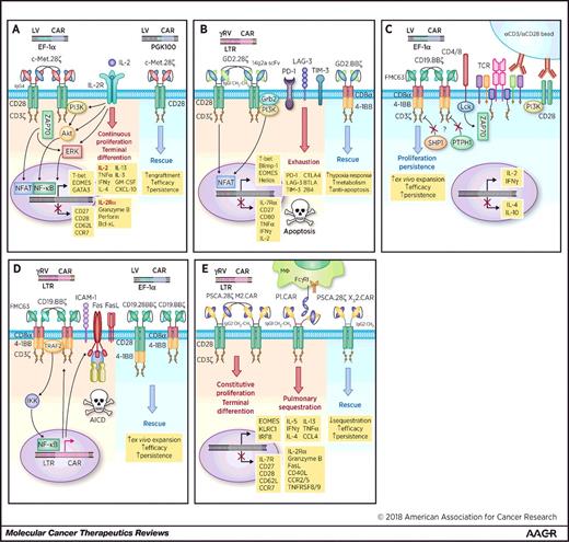 Strategies to Address Chimeric Antigen Receptor Tonic Signaling ...