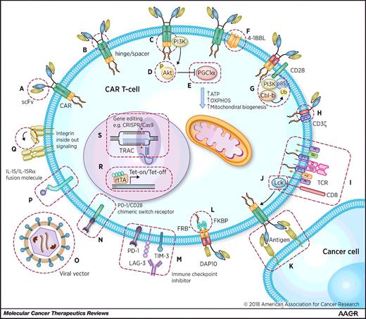 Strategies to Address Chimeric Antigen Receptor Tonic Signaling ...
