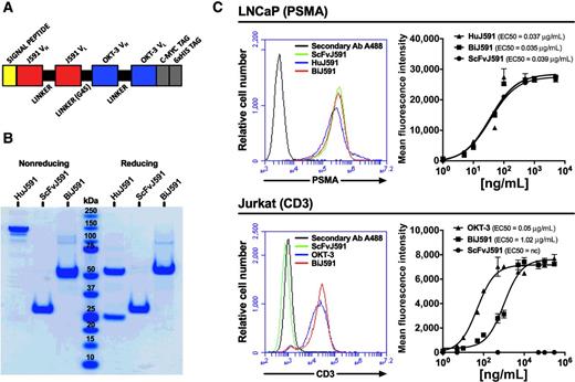 Anti-PSMA/CD3 Bispecific Antibody Delivery and Antitumor Activity Using ...