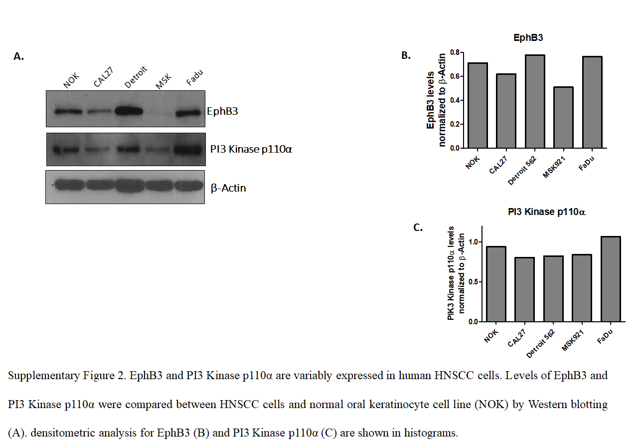 Role of EphB3 Receptor in Mediating Head and Neck Tumor Growth, Cell ...