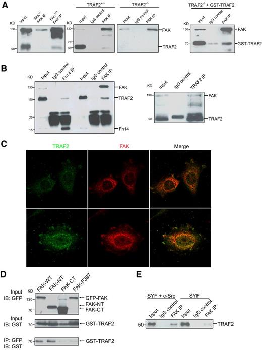 TRAF2 Cooperates with Focal Adhesion Signaling to Regulate Cancer Cell ...