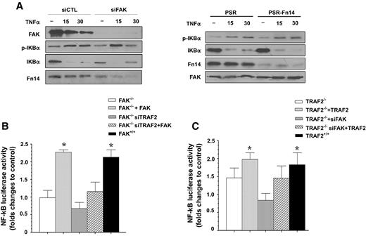 TRAF2 Cooperates with Focal Adhesion Signaling to Regulate Cancer Cell ...