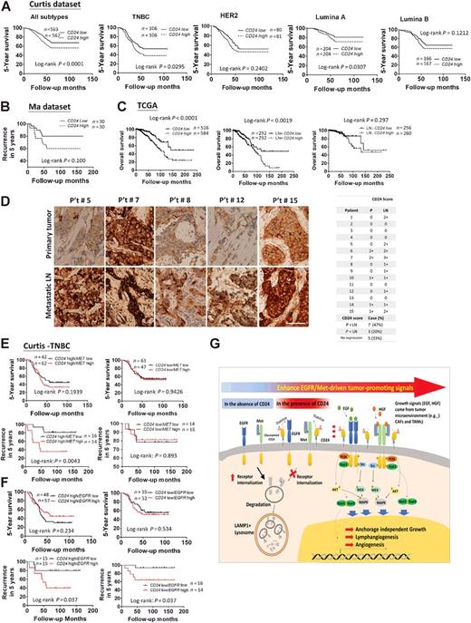 Identification of the Novel Role of CD24 as an Oncogenesis Regulator ...