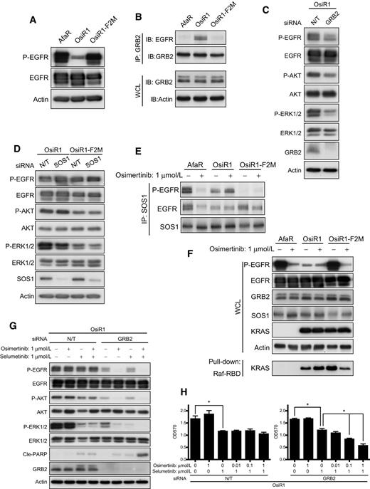KRAS and EGFR Amplifications Mediate Resistance to Rociletinib and ...