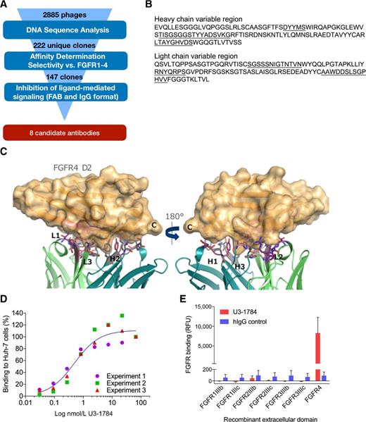 Preclinical Development of U3-1784, a Novel FGFR4 Antibody Against ...