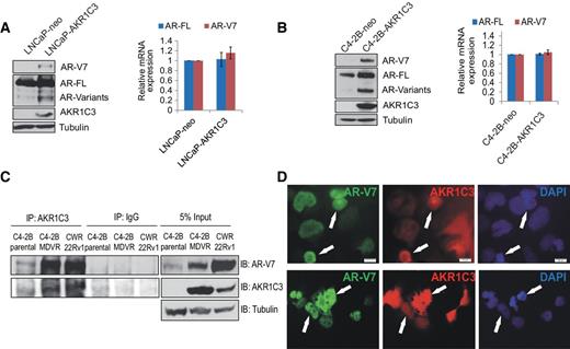AKR1C3 Promotes AR-V7 Protein Stabilization and Confers Resistance to ...