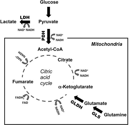 Assessing Metabolic Intervention with a Glutaminase Inhibitor in Real ...