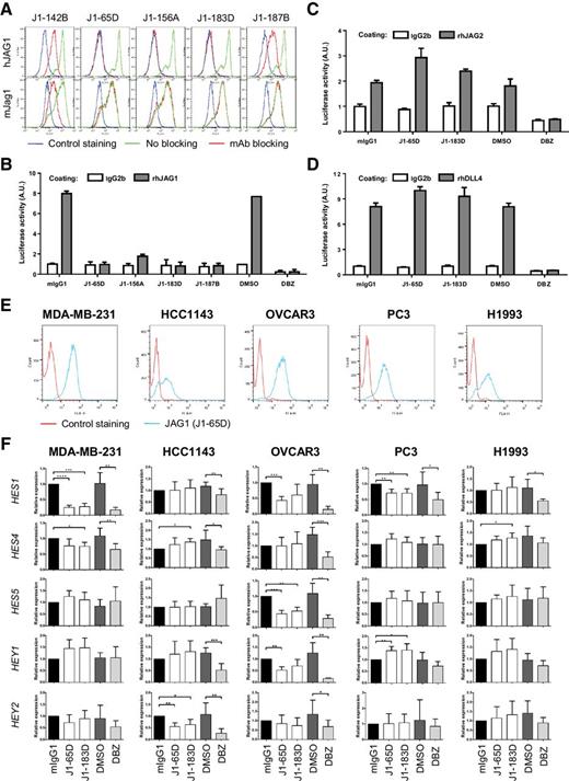 Development of Therapeutic Anti-JAGGED1 Antibodies for Cancer Therapy ...