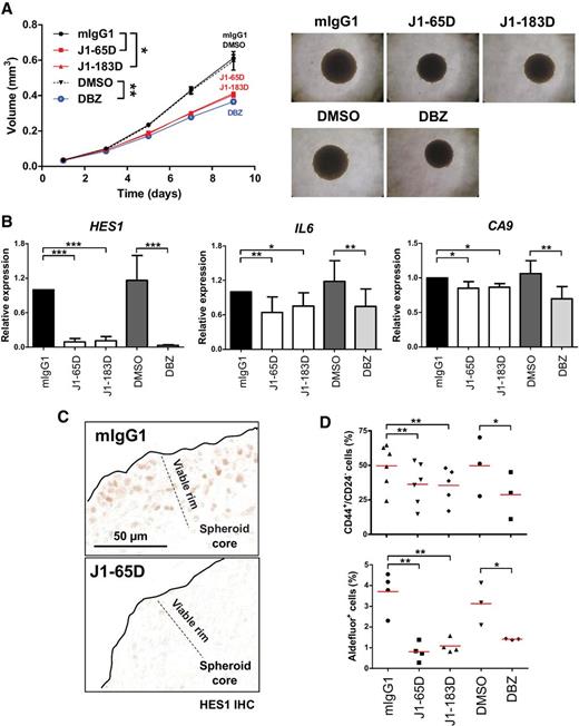 Development of Therapeutic Anti-JAGGED1 Antibodies for Cancer Therapy ...