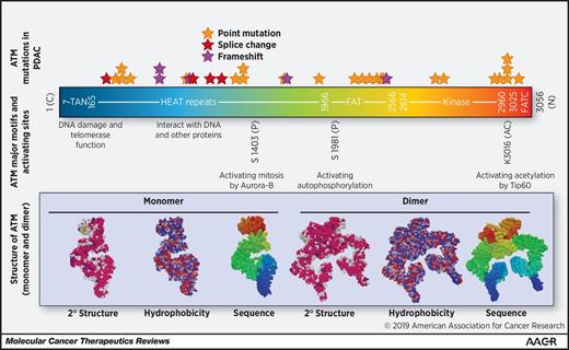 ATM Dysfunction in Pancreatic Adenocarcinoma and Associated Therapeutic ...