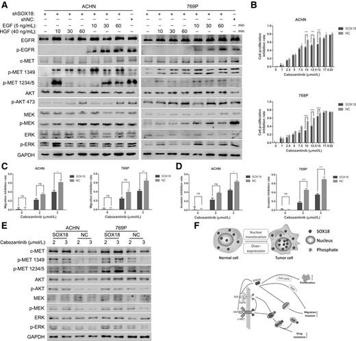 Transcription Factor SOX18 Promotes Clear Cell Renal Cell Carcinoma ...