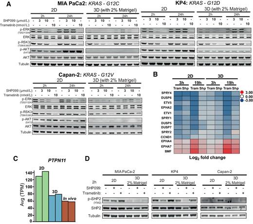 Tumor Intrinsic Efficacy by SHP2 and RTK Inhibitors in KRAS-Mutant ...