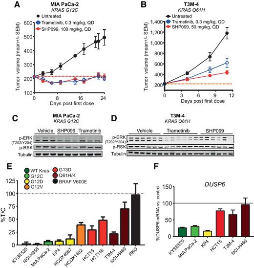 Tumor Intrinsic Efficacy by SHP2 and RTK Inhibitors in KRAS-Mutant ...