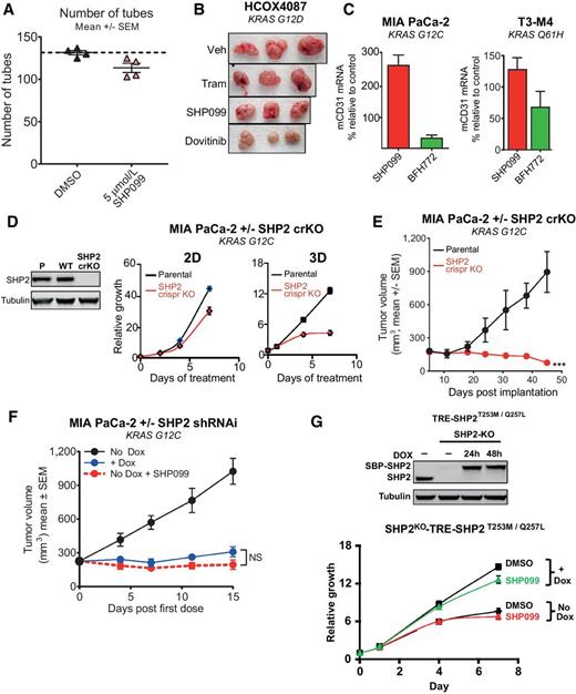 Tumor Intrinsic Efficacy by SHP2 and RTK Inhibitors in KRAS-Mutant ...