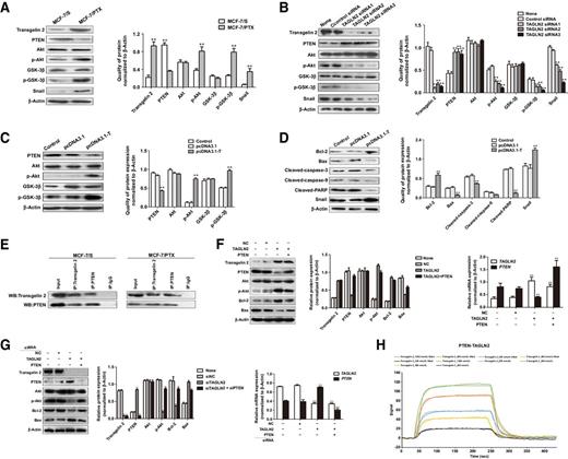Transgelin 2 Promotes Paclitaxel Resistance, Migration, and Invasion of ...