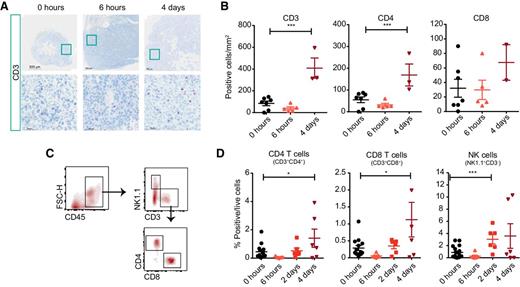 CD3-Bispecific Antibody Therapy Turns Solid Tumors into Inflammatory ...