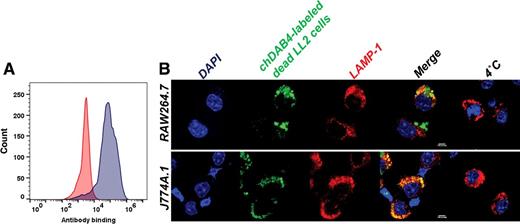 APOMAB Antibody–Drug Conjugates Targeting Dead Tumor Cells are ...