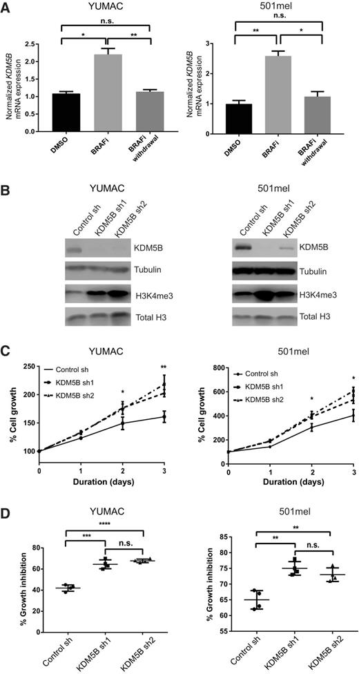 KDM5B Promotes Drug Resistance by Regulating Melanoma-Propagating Cell ...