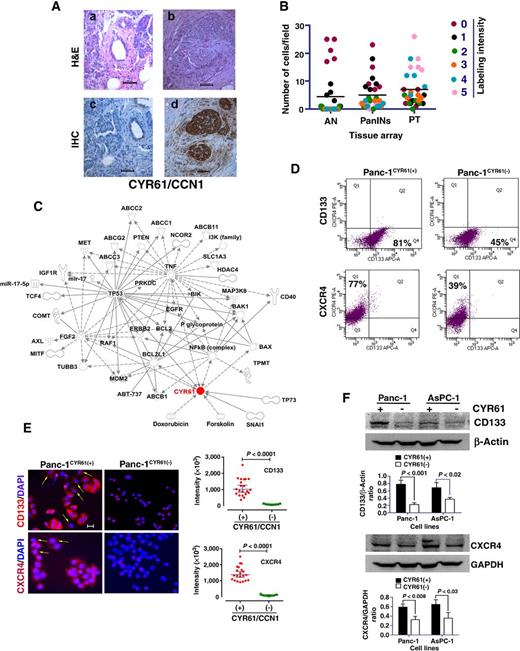 CYR61/CCN1 Regulates dCK and CTGF and Causes Gemcitabine-resistant ...