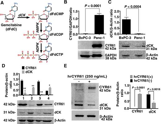 CYR61/CCN1 Regulates dCK and CTGF and Causes Gemcitabine-resistant ...