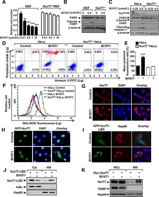 BI1071, a Novel Nur77 Modulator, Induces Apoptosis of Cancer Cells by ...