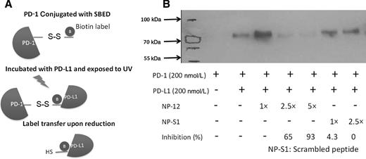 A Rationally Designed Peptide Antagonist of the PD-1 Signaling Pathway ...