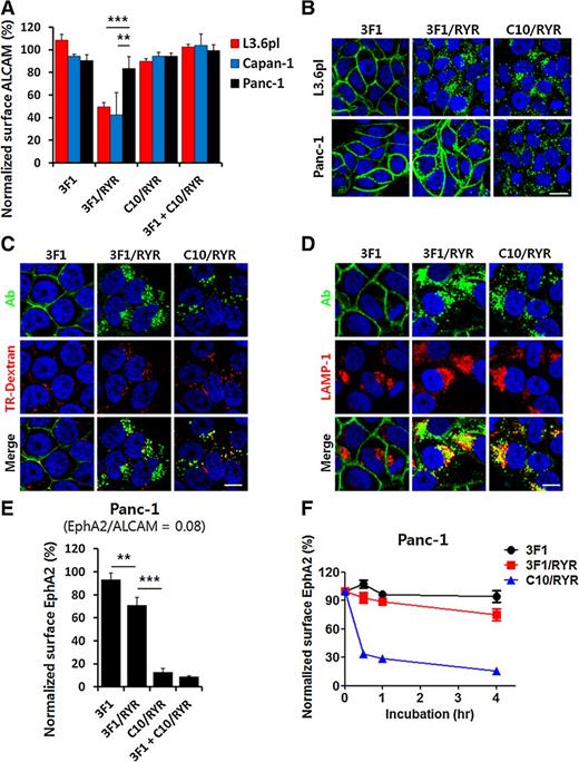 Manipulation of Cell-Type Selective Antibody Internalization by a Guide ...