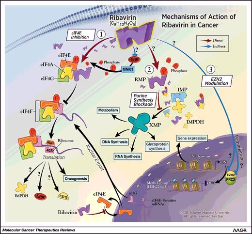 The Use of Ribavirin as an Anticancer Therapeutic: Will It Go Viral ...