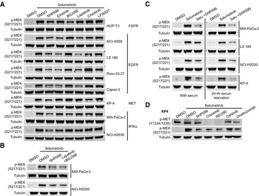 SHP2 Inhibition Overcomes RTK-Mediated Pathway Reactivation in KRAS ...