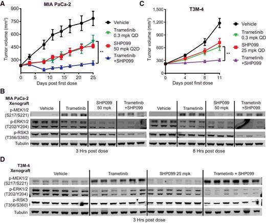 SHP2 Inhibition Overcomes RTK-Mediated Pathway Reactivation in KRAS ...