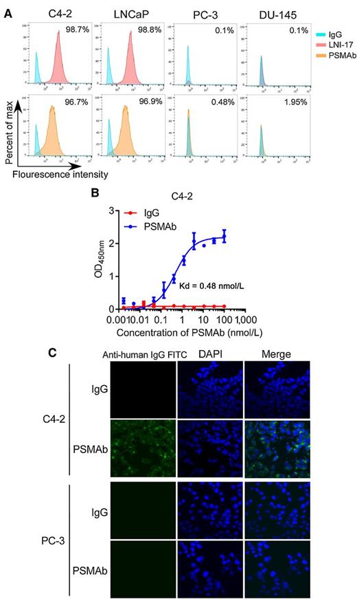 A Novel Fully Human Antibody targeting Extracellular Domain of PSMA ...